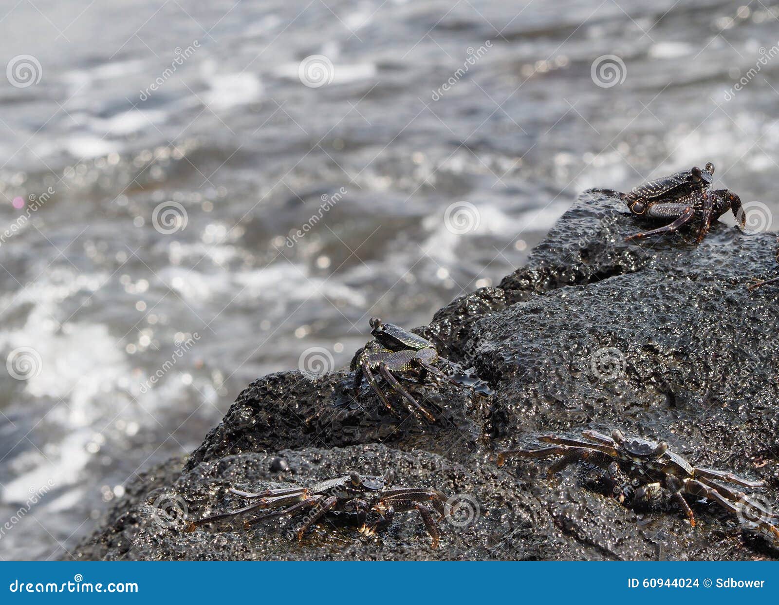 Multiple Aama Crab on Lava Shore in Hawaii Stock Photo - Image of ...