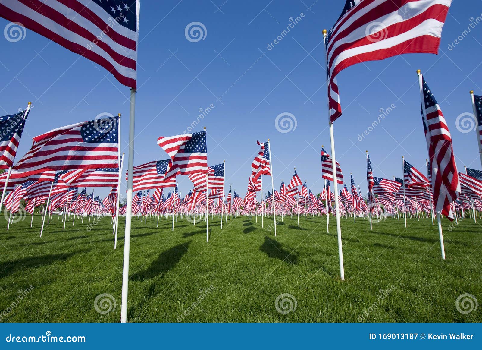Multiple American Flags in Rows in a Grassy Field Stock Image - Image ...