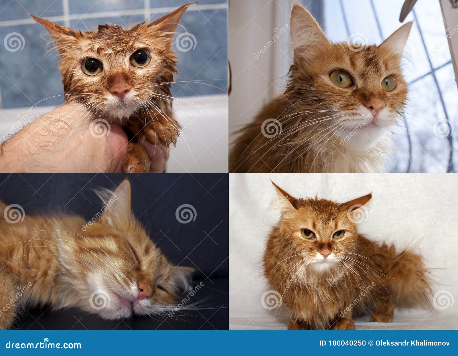 Multiple Angles of the Red Cat Stock Photo - Image of front, portrait ...