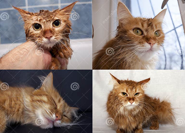 Multiple Angles of the Red Cat Stock Photo - Image of front, portrait ...