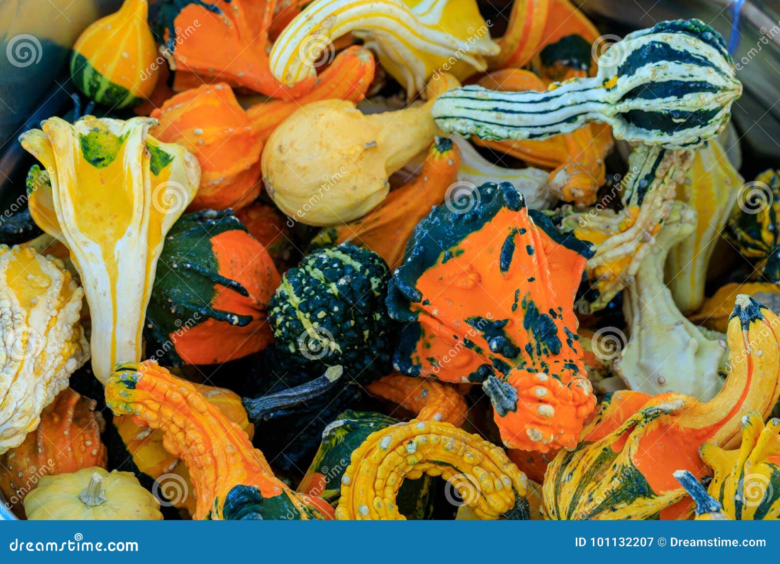 Assorted Gourds stock image. Image of season, squash - 101132207
