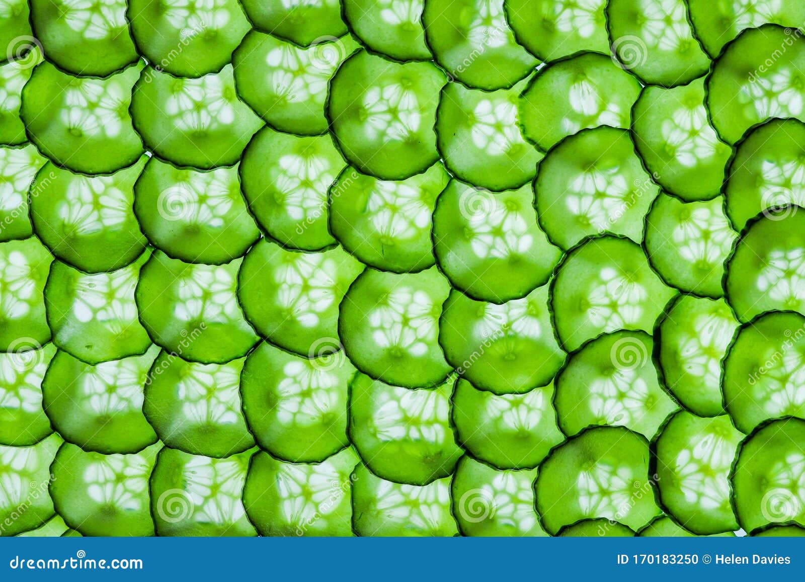 Multiple Backlit Fresh Green Cucumber Slices Stock Photo - Image of ...
