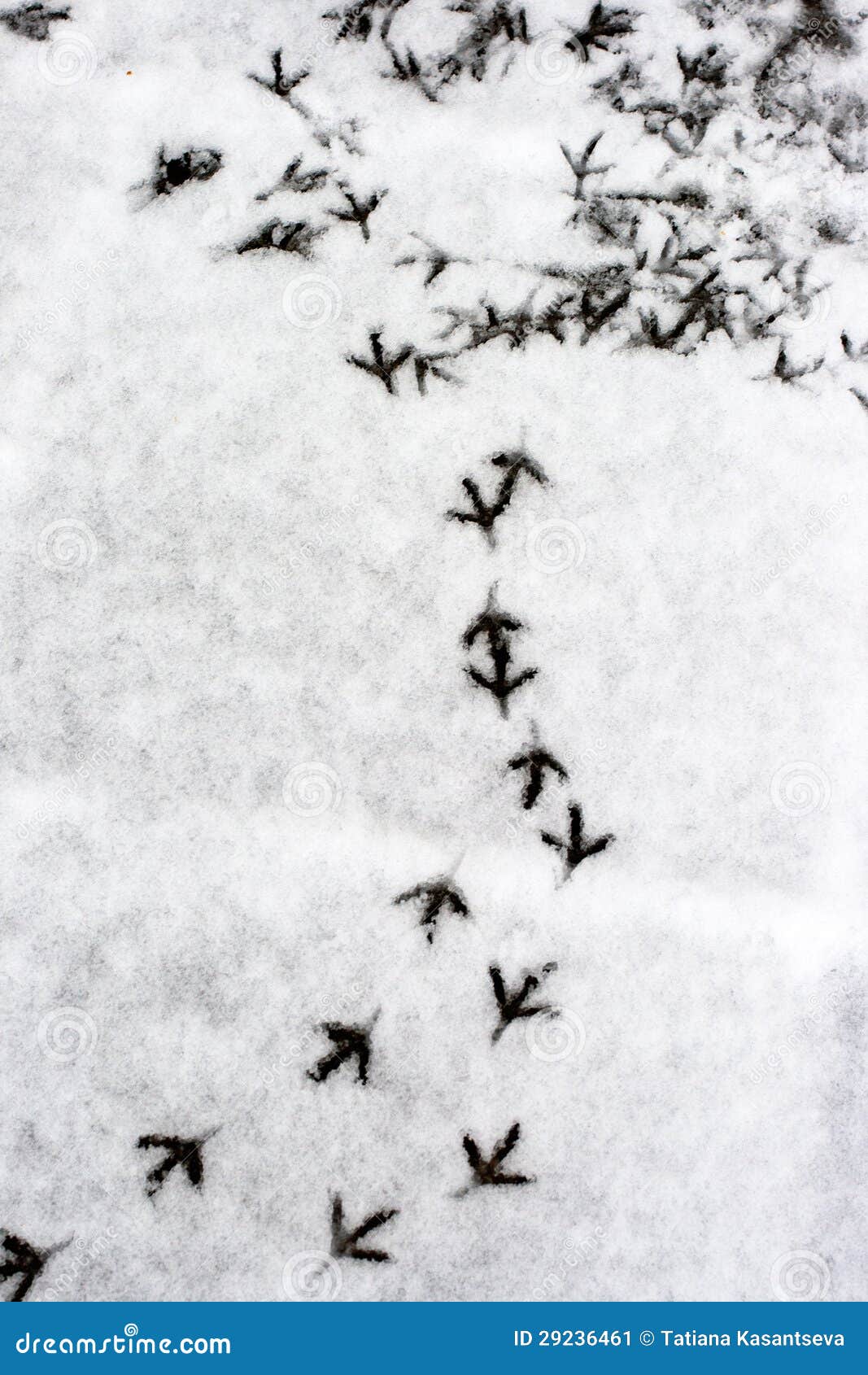 Multiple Bird Foot Steps in a Snow Stock Image - Image of winter, foot ...