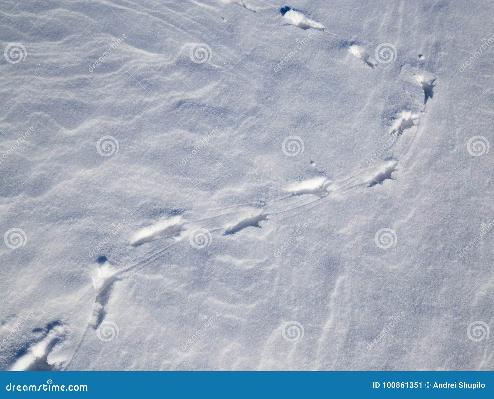 Multiple Bird Foot Steps in a Thin Layer of Snow Stock Image - Image of ...