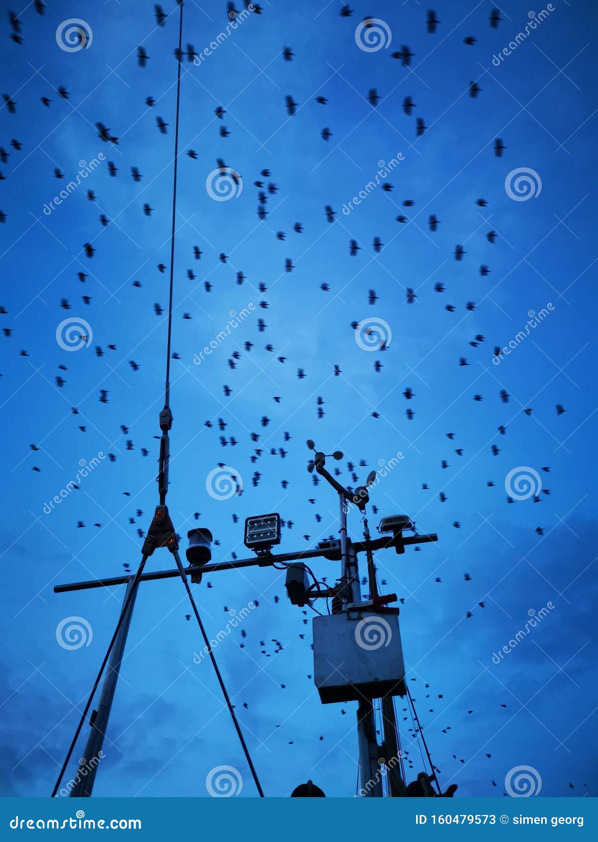Multiple Birds Flying for Resting Spot for the Night Stock Image ...