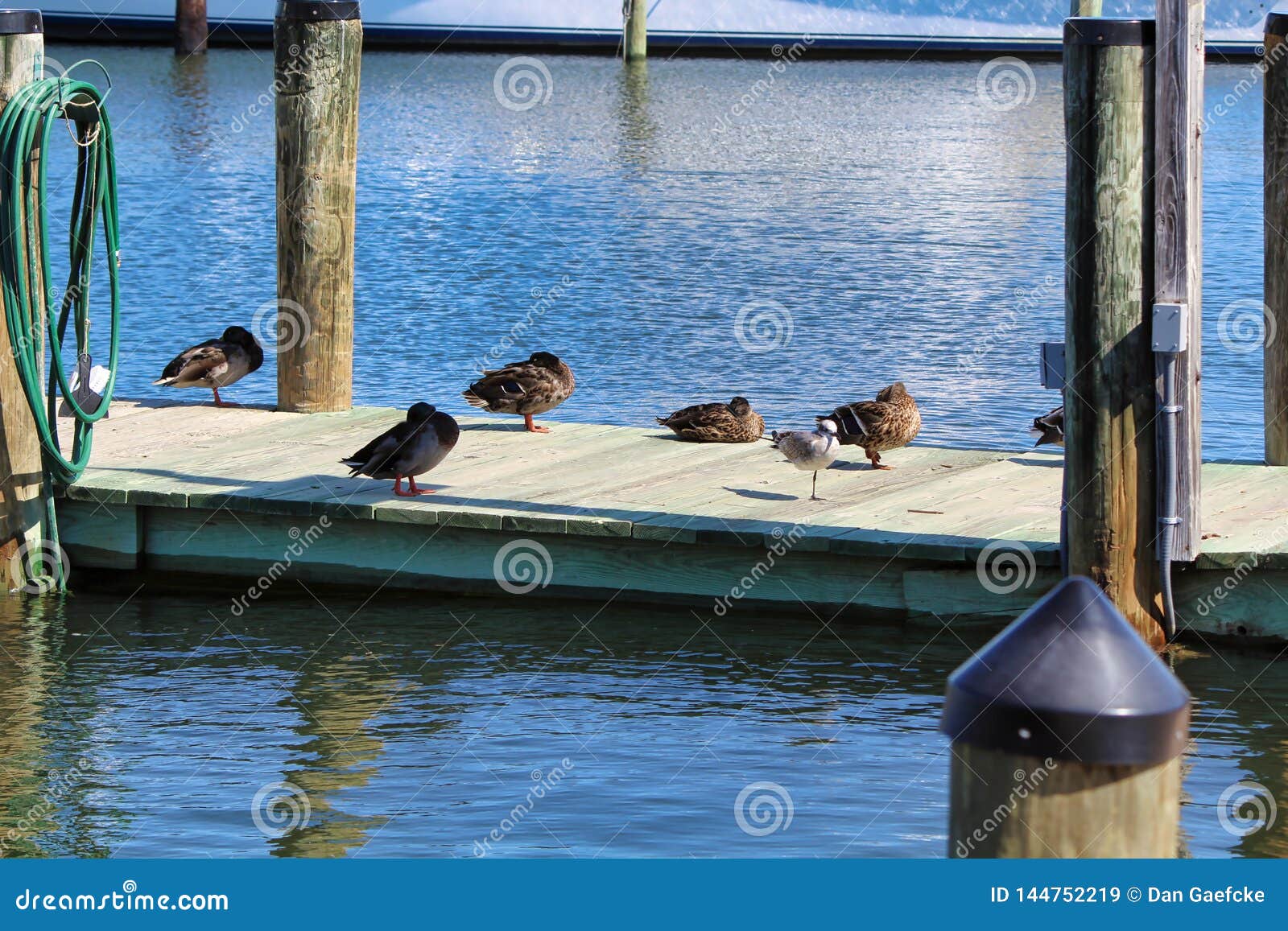 Multiple Birds Nesting and Sleeping on a Pier Stock Image - Image of ...