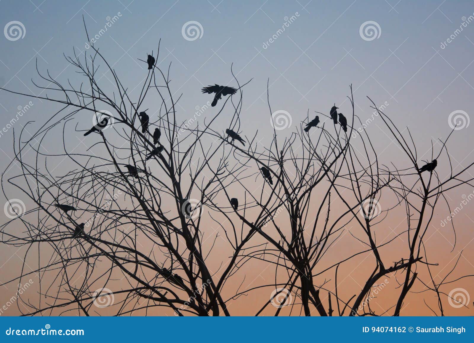 Multiple birds stock photo. Image of animal, people, season - 94074162