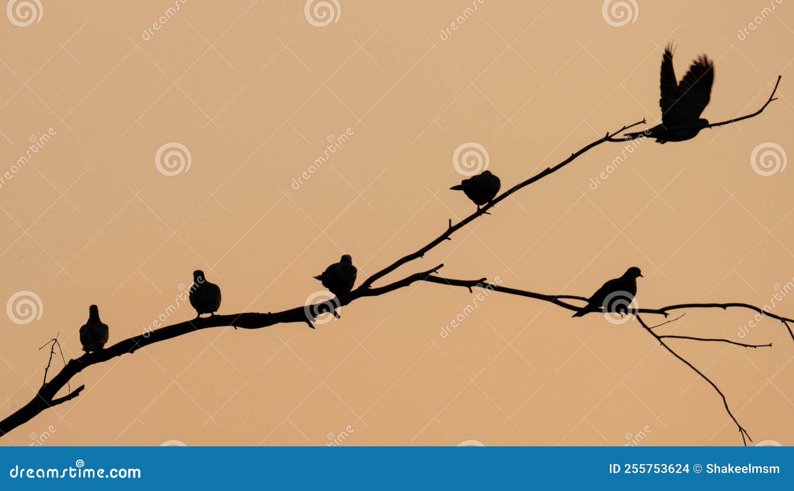 Multiple Birds Sitting on a a Branch during Sunset Stock Illustration ...