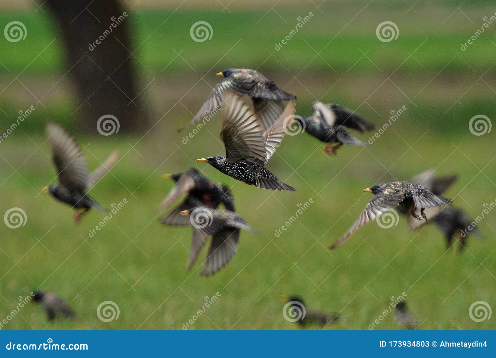 Multiple Birds Suddenly Took Off Stock Image - Image of birds, suddenly ...