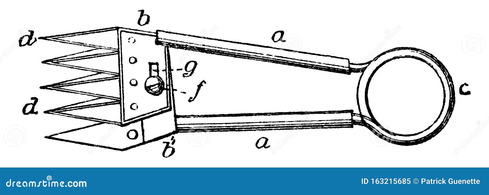 Sheep Shearing Diagram