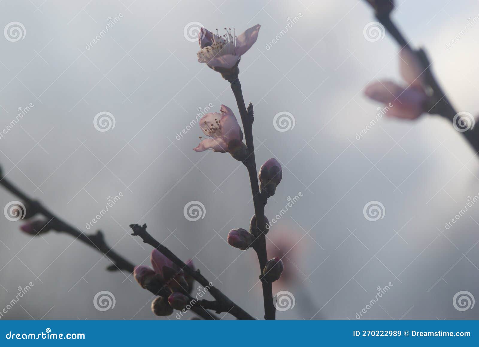 Multiple Blooms and Blossoms Stock Image - Image of show, stagesof ...