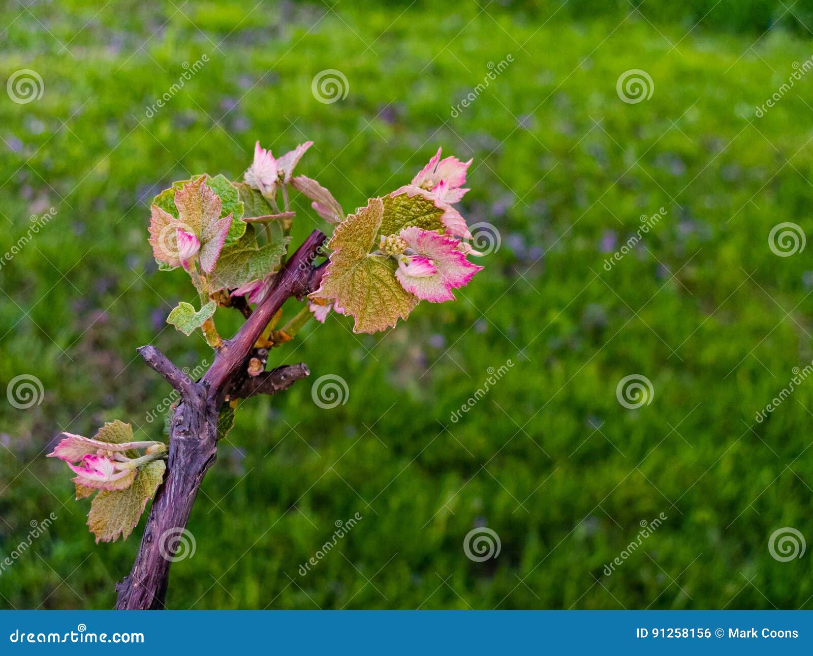 Multiple Blooms on One Grape Vine Section Stock Photo - Image of ...