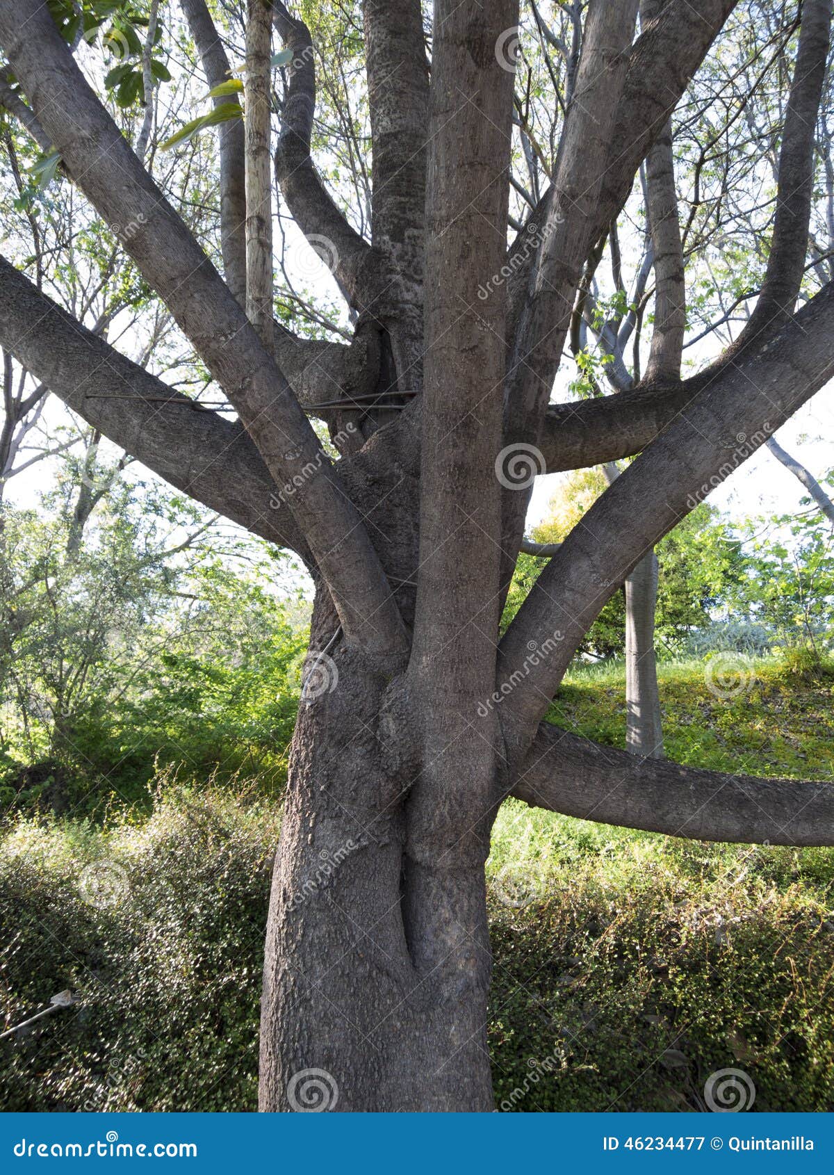 Multiple branches tree stock image. Image of focus, texture - 46234477