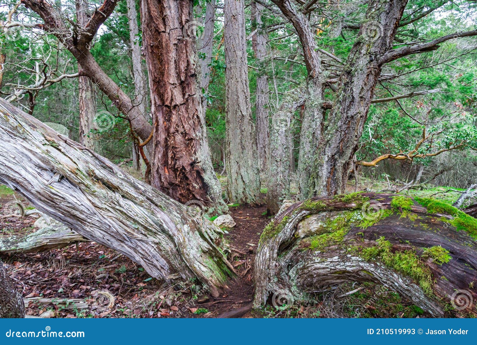 Multiple Branches of a Tree Reaching Out F the Ground and into the ...