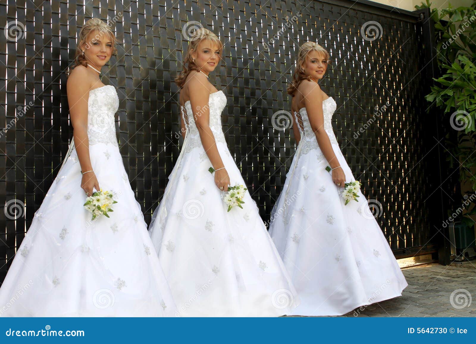 Multiple Bride stock photo. Image of beauty, portrait - 5642730