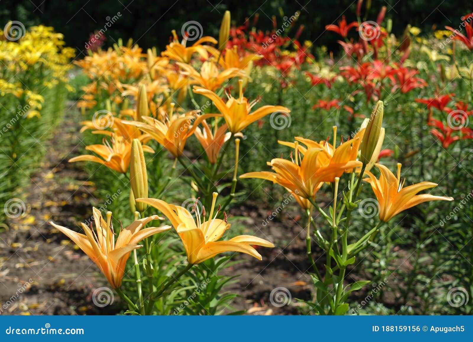 Multiple Orange Flowers of Lilies in June Stock Photo - Image of ...
