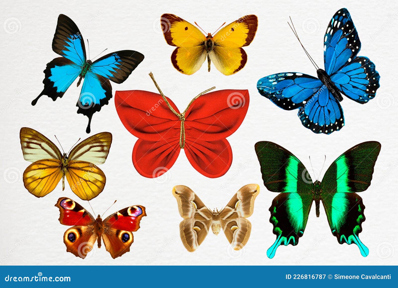 Multiple Butterflies of Various Colors and Sizes in a Single Image ...