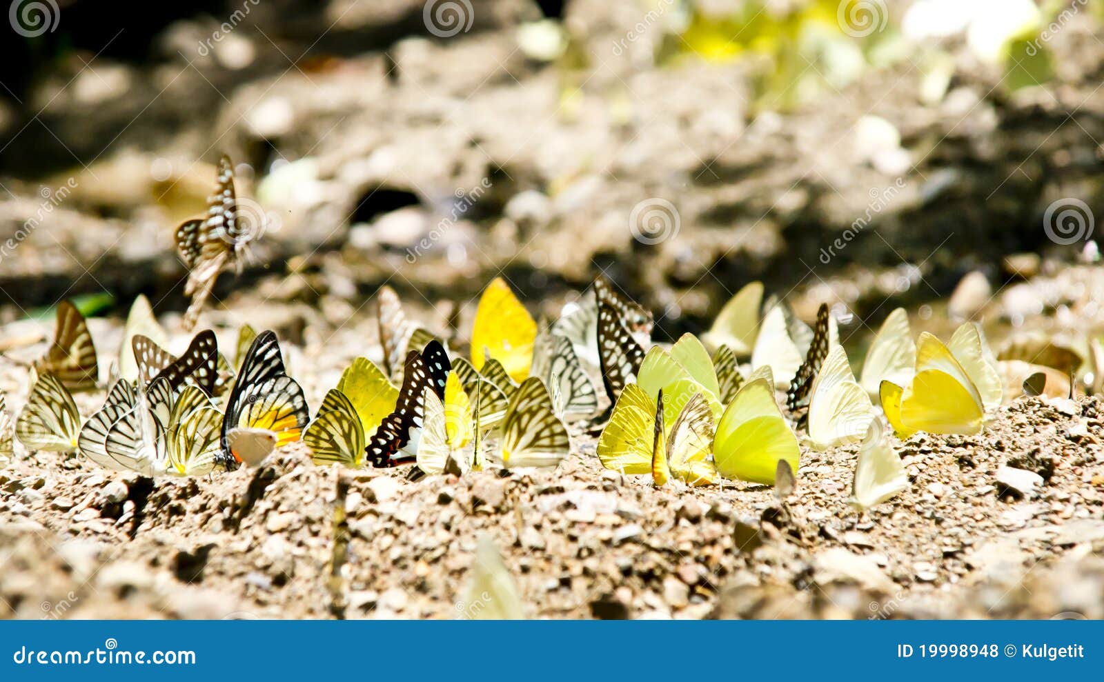 Multiple Butterfly stock photo. Image of asia, thailand - 19998948