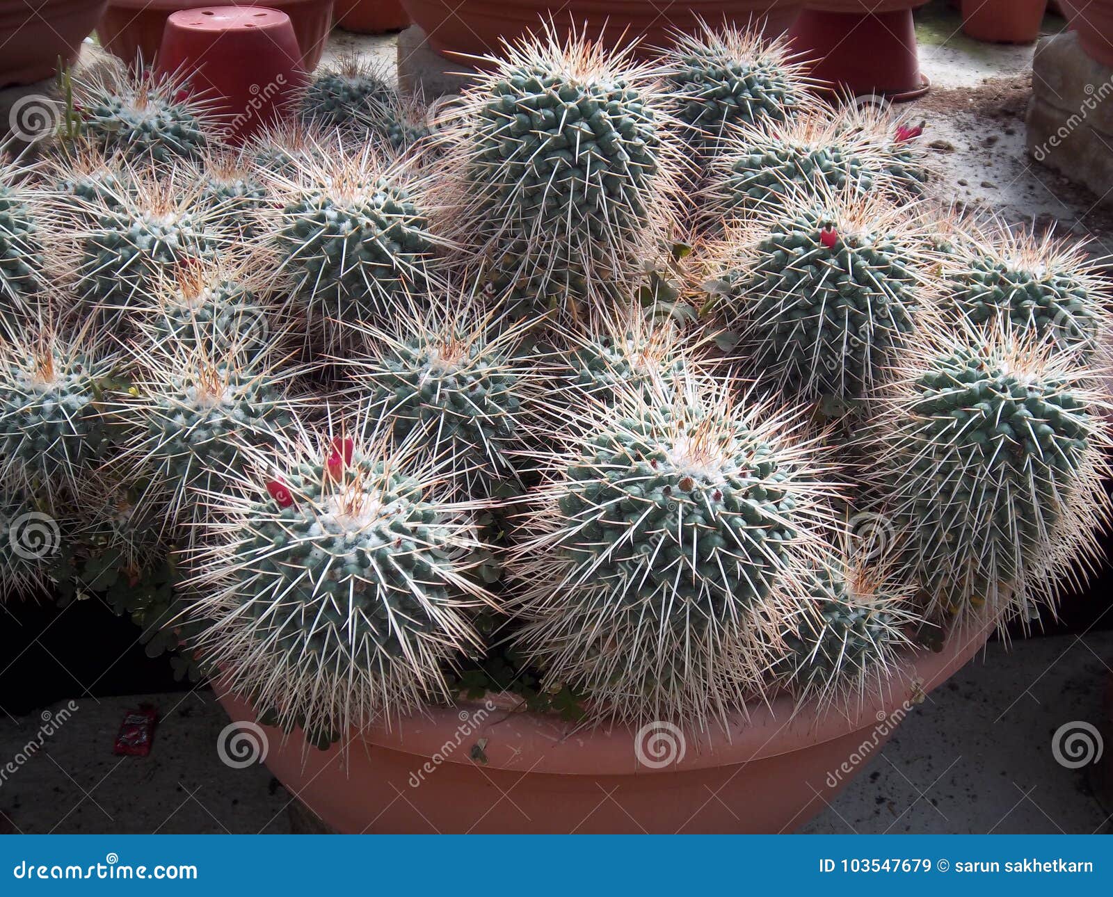 Multiple of cactus stock image. Image of growth, thorn - 103547679
