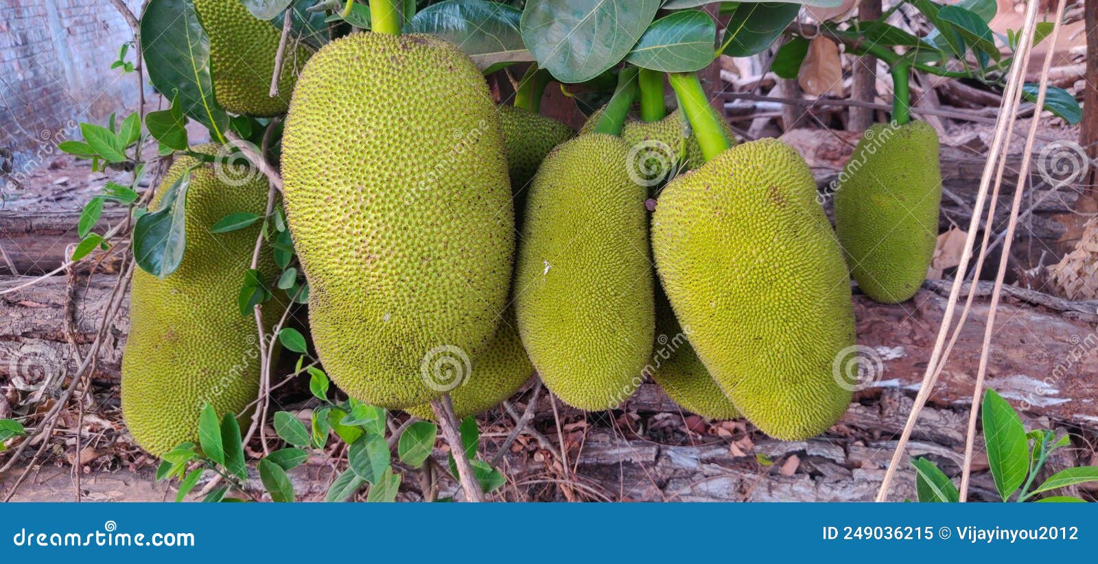Multiple Cloud Farm Jackfruit in Tree Stock Image - Image of jackfruit ...