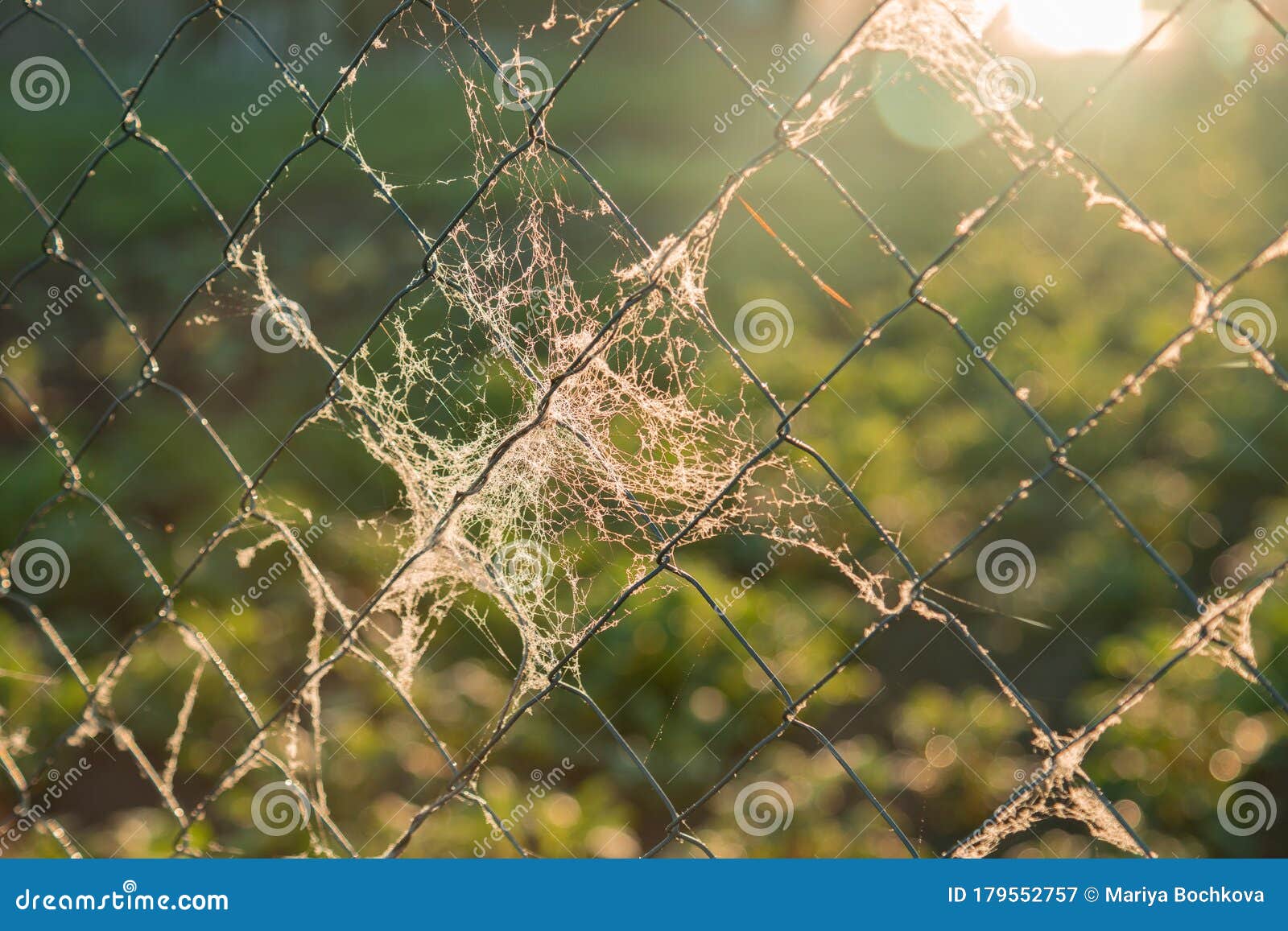 Web in the Web of the Fence Stock Image - Image of multiple, fence ...
