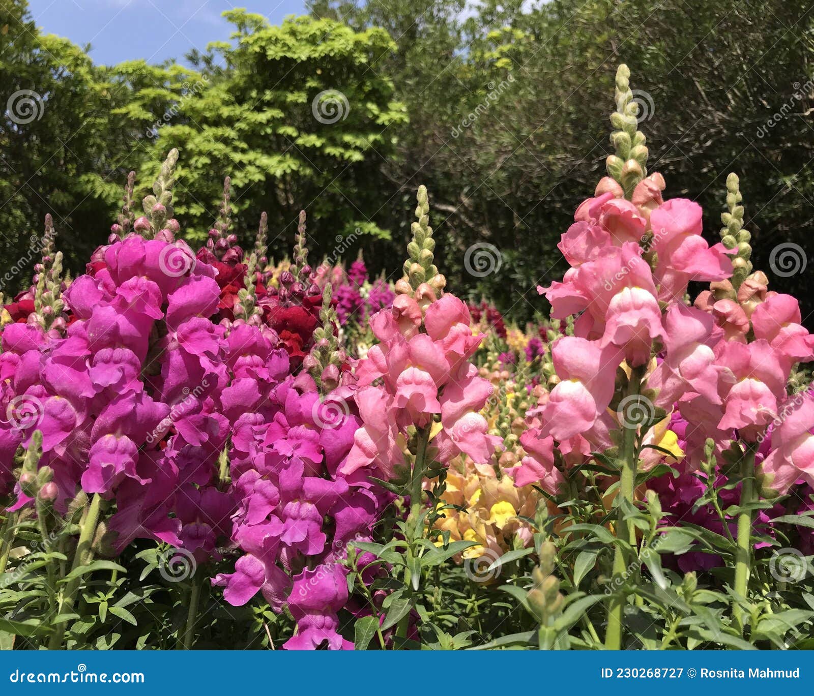 A Multiple Color of Flowers in the Botanical Garden Stock Image - Image ...