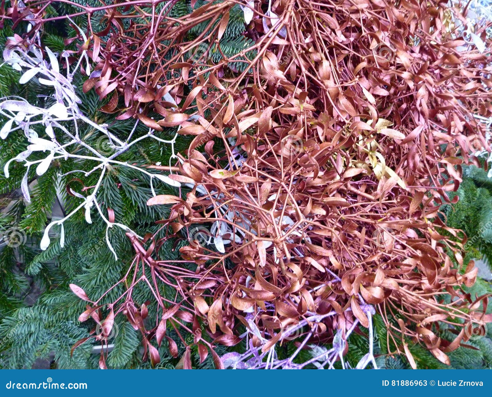 Multiple Colored Mistletoe Sold for Christmas Stock Image - Image of ...
