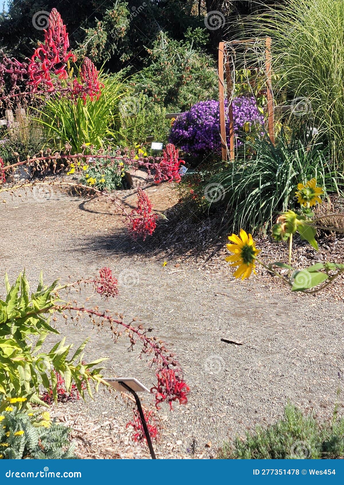 Multiple Colors and Flowers Line the Pathway Stock Photo - Image of ...