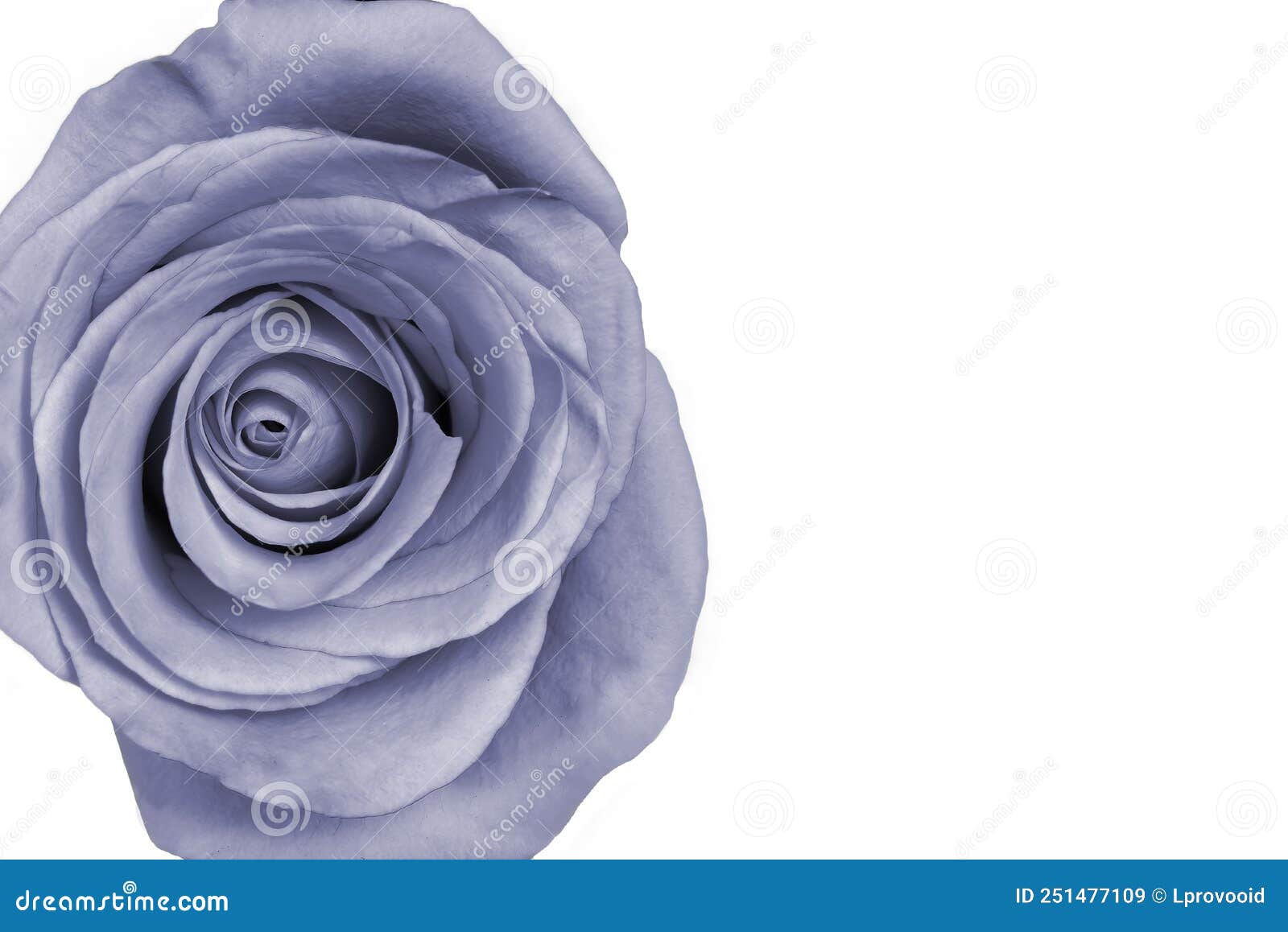 Multiple Colors of Roses stock image. Image of isolated - 251477109