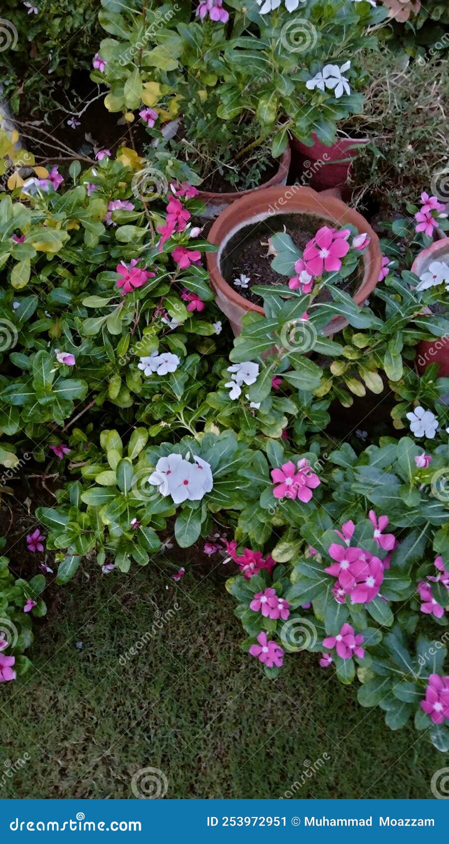 Multiple Colours Flowers stock image. Image of shrub - 253972951