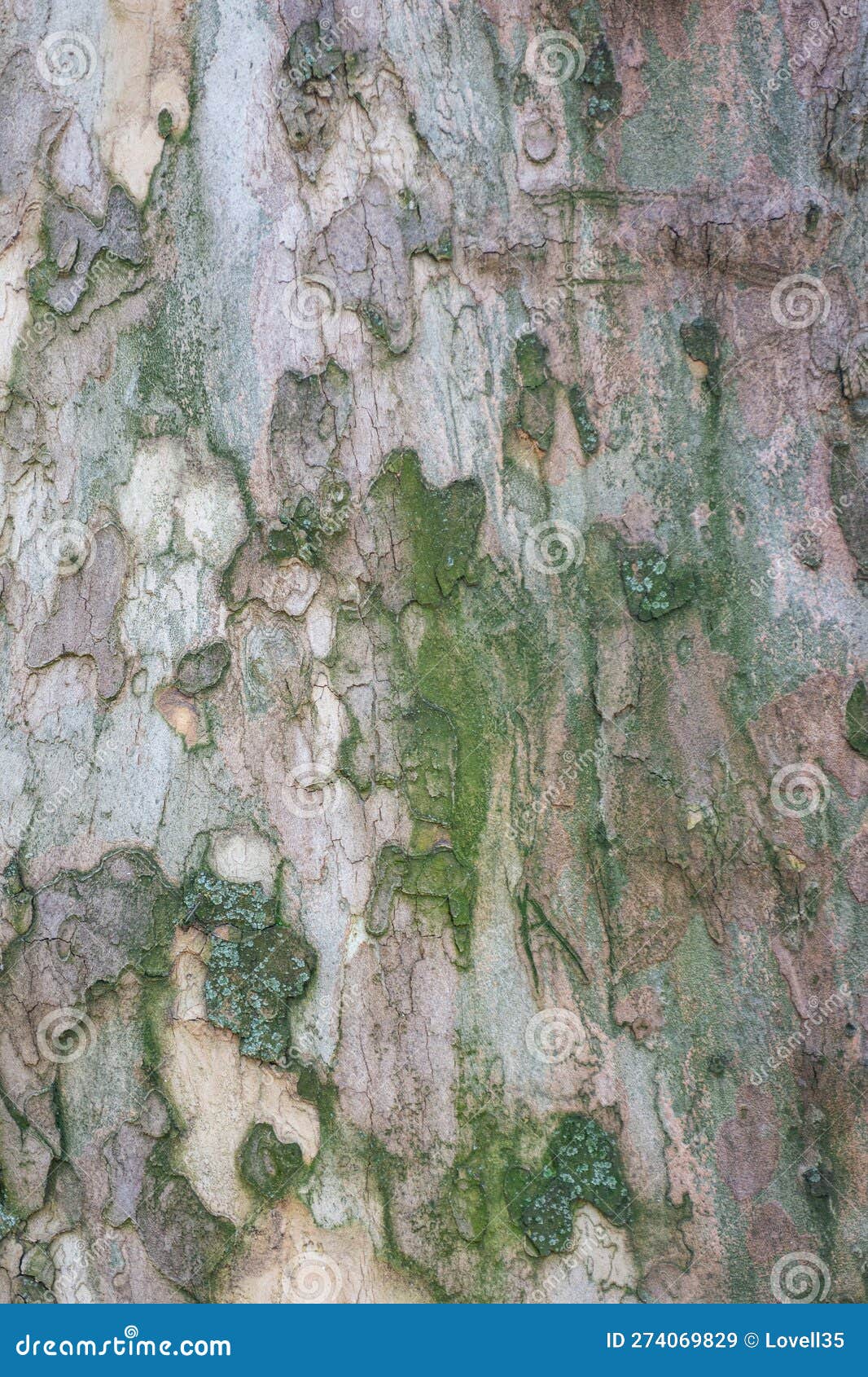 Multiple Colours and Pattern of a Tree Bark Stock Image - Image of soil ...