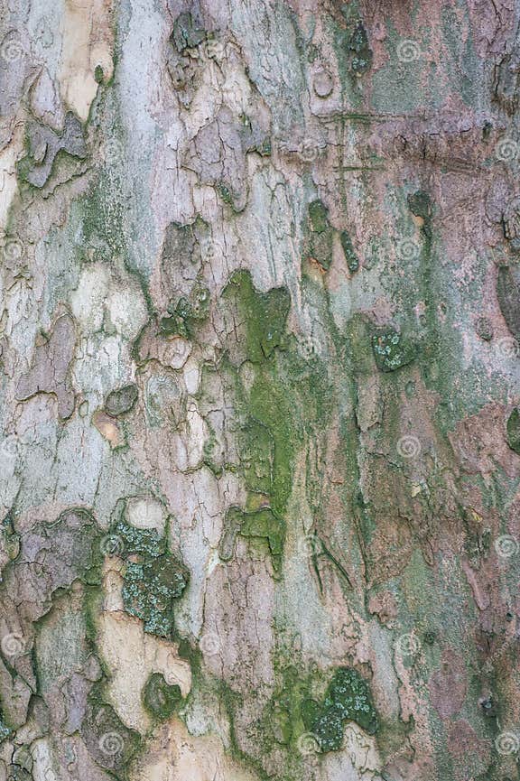 Multiple Colours and Pattern of a Tree Bark Stock Image - Image of soil ...