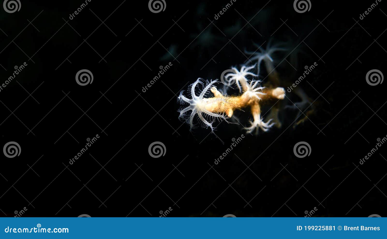 Coral Polyps Open at Night in the Atlantic Ocean of West Palm Beach in ...