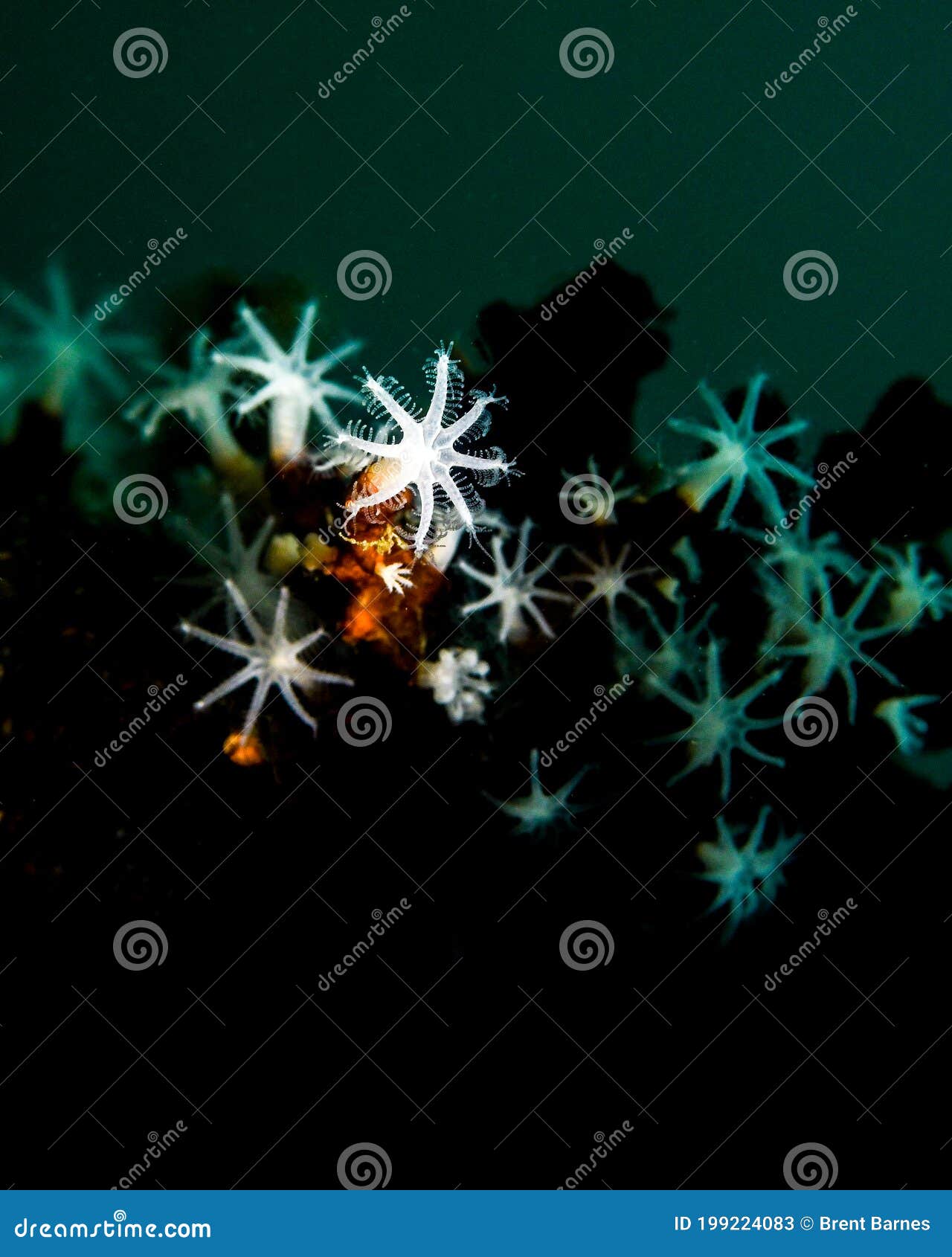 Multiple Coral Polyps on a Reef in the Atlantic Ocean of West Palm ...