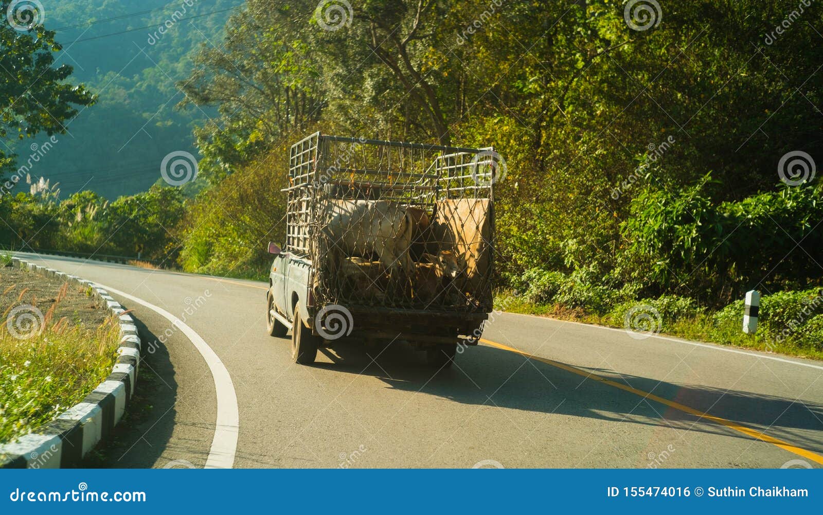 Multiple Cow Pickup Trucks.Animal Transport Vehicle on the Road. Stock ...
