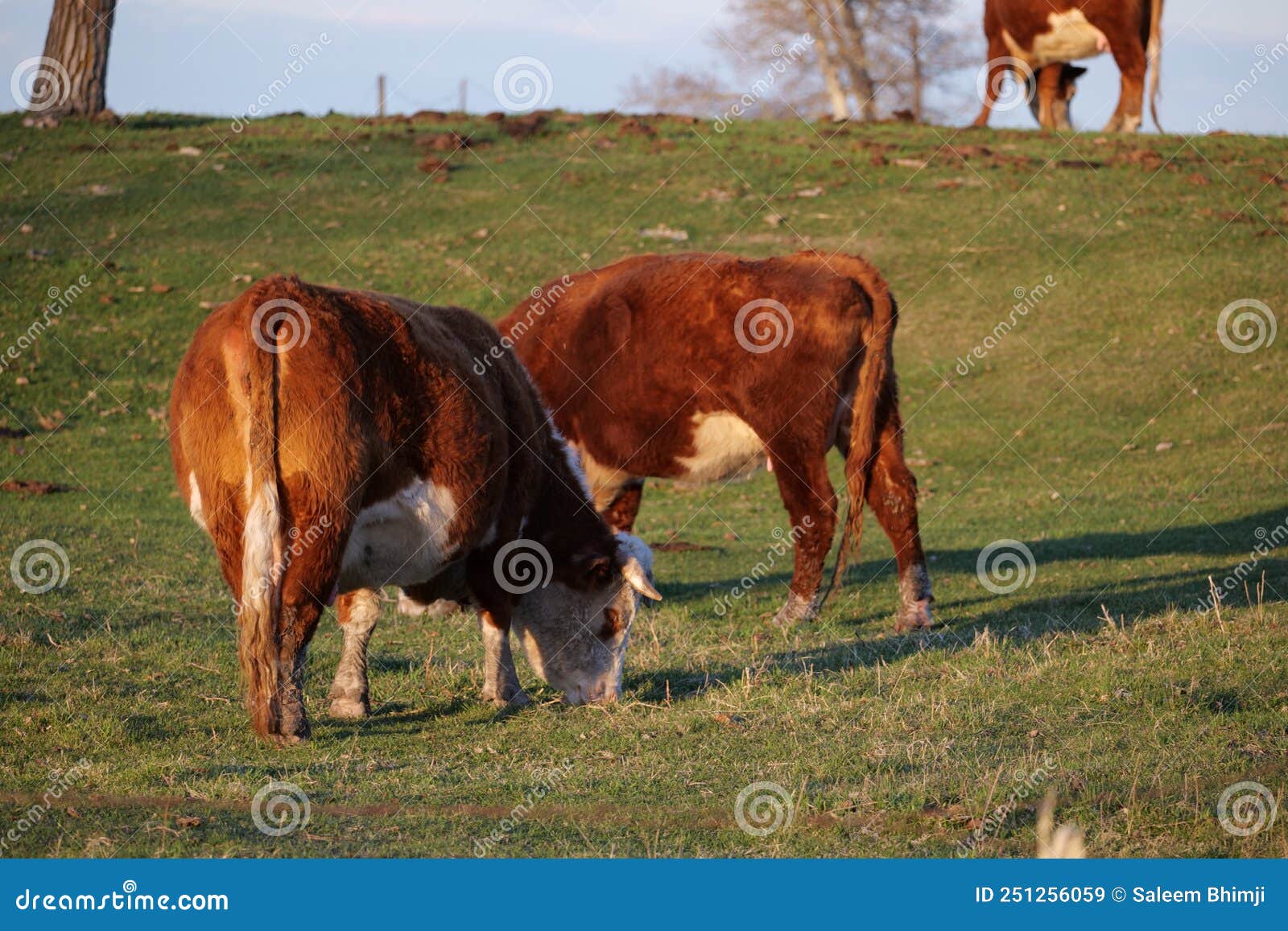 Multiple Cows Eating Grass in a Field in Alberta Stock Image - Image of ...
