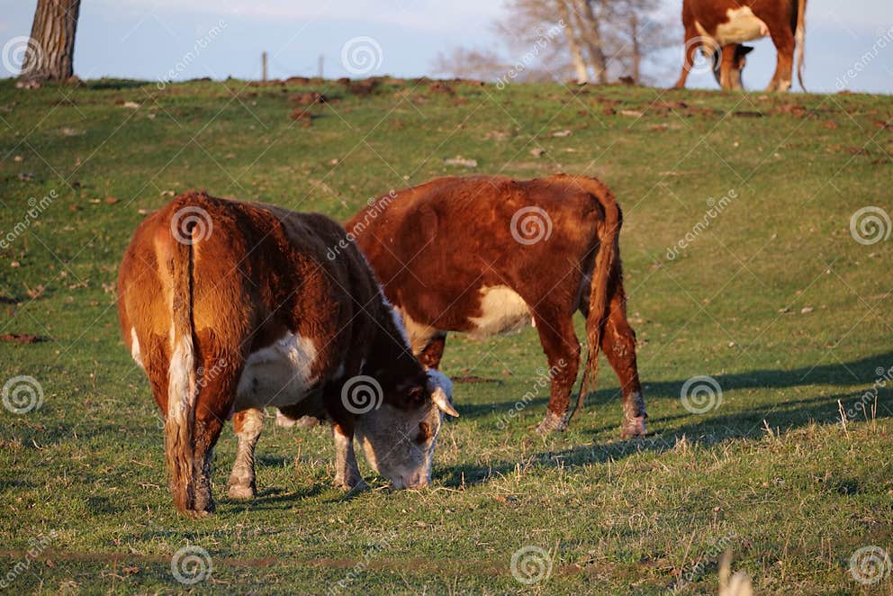 Multiple Cows Eating Grass in a Field in Alberta Stock Image - Image of ...
