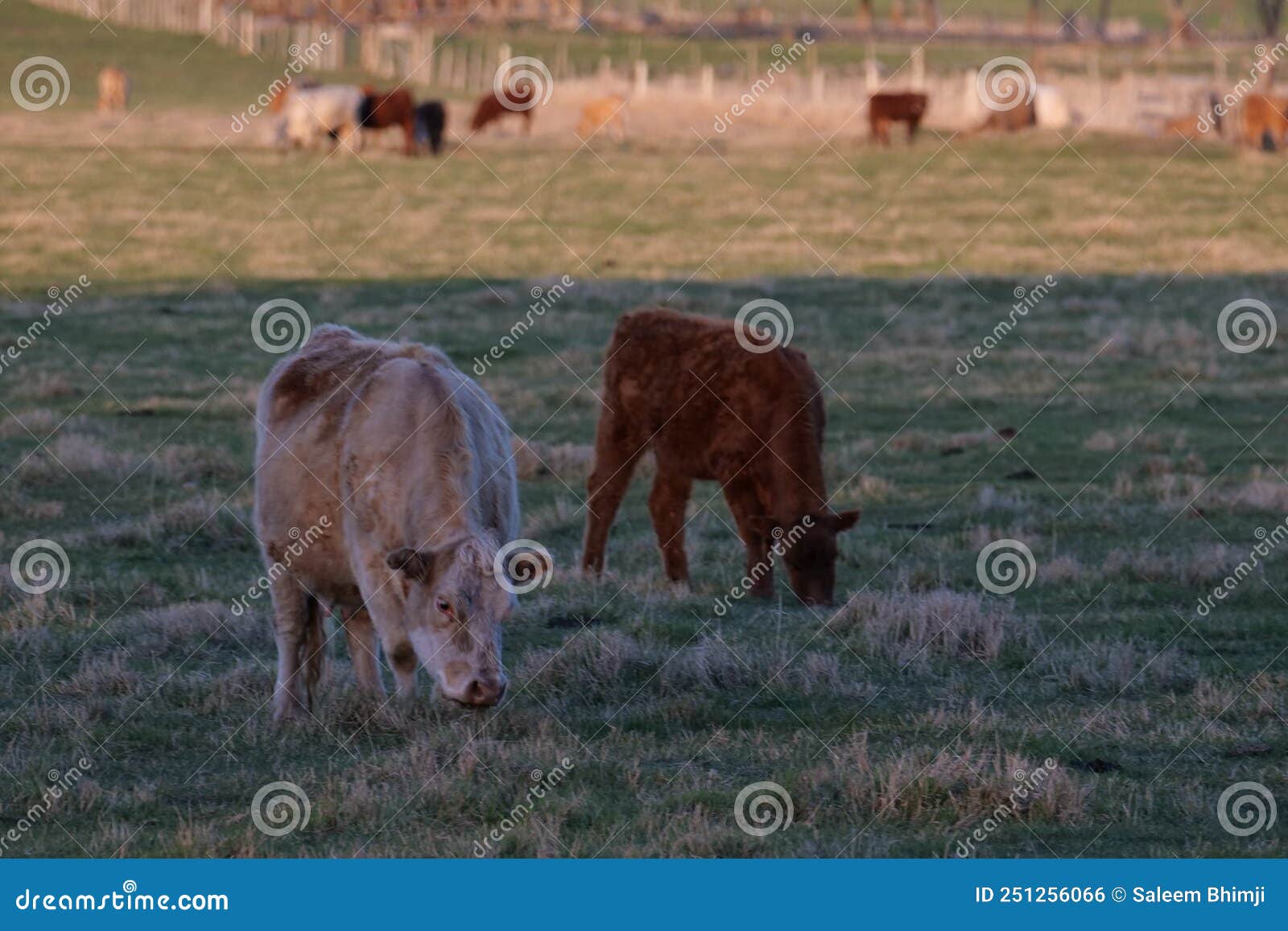 Multiple Cows in a Field in Alberta Stock Photo - Image of farmers ...