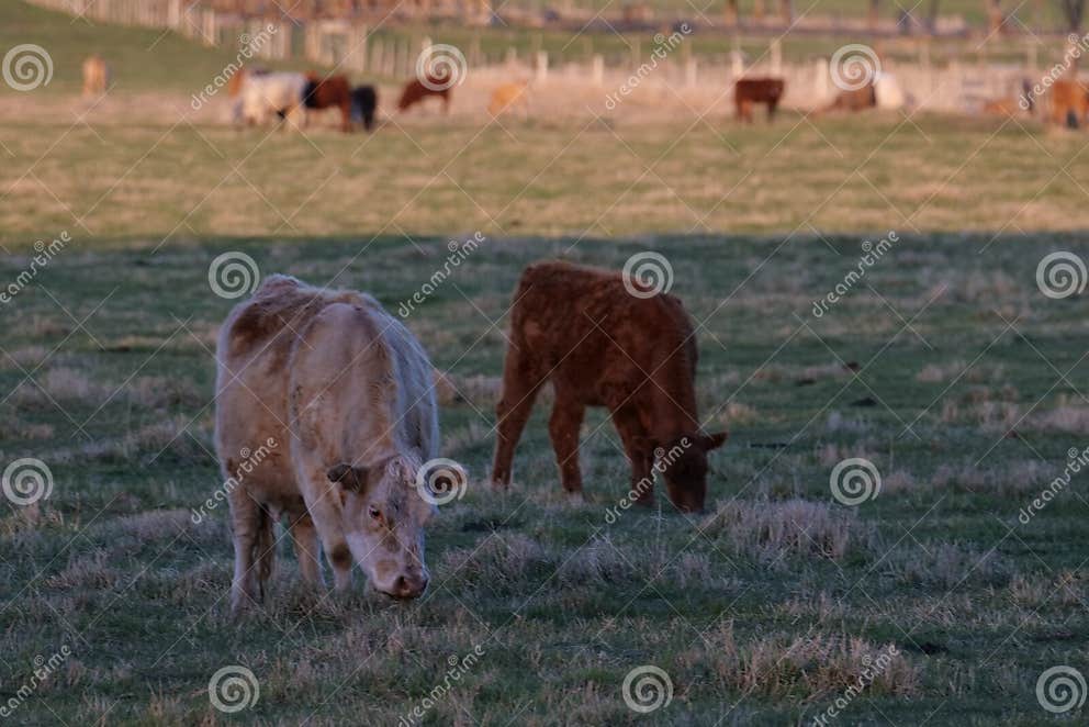 Multiple Cows in a Field in Alberta Stock Photo - Image of farmers ...