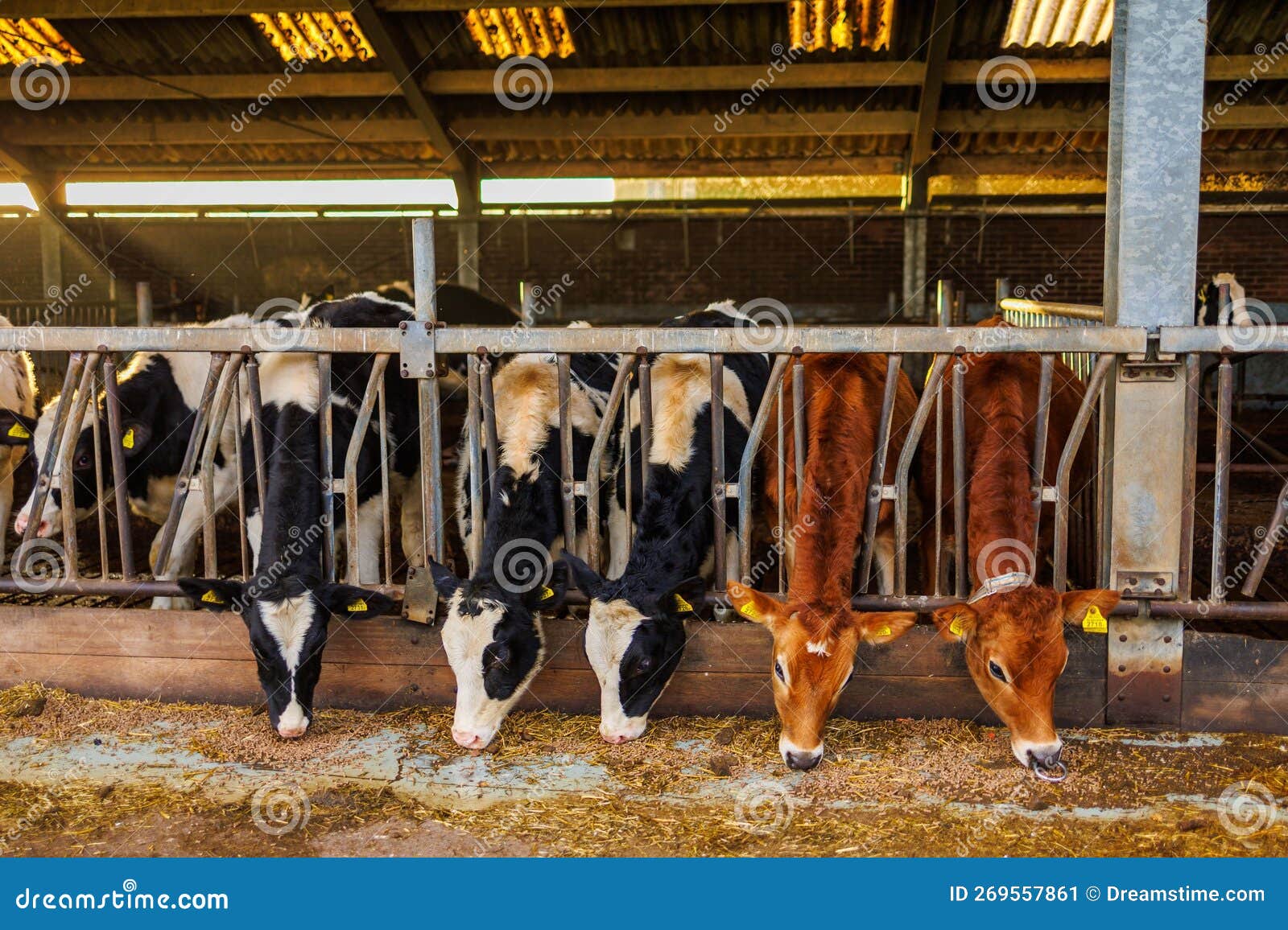 Multiple Cows in a Stable at a Farm in the Netherlands. Stock Image ...