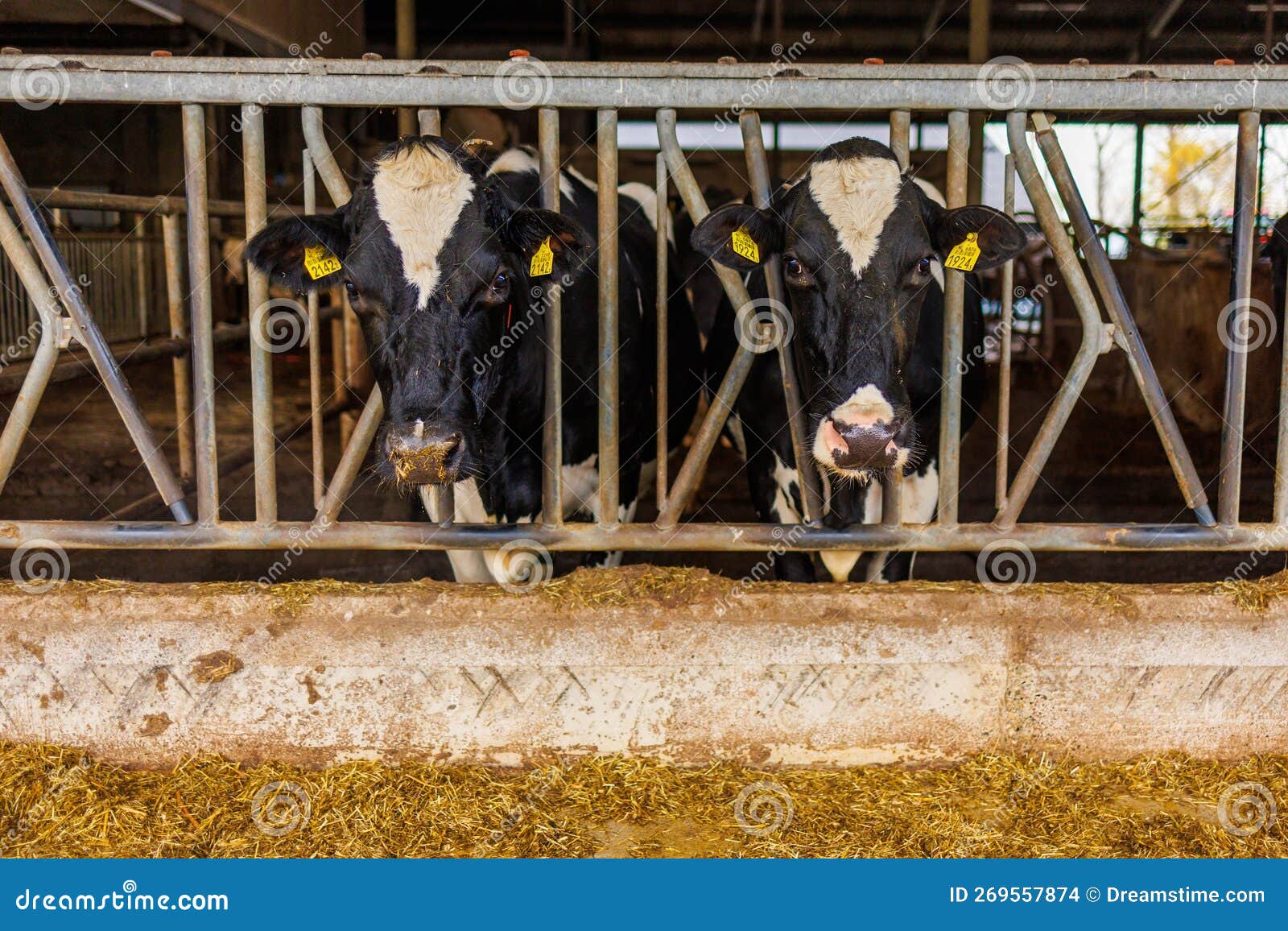 Multiple Cows in a Stable at a Farm in the Netherlands. Stock Photo ...