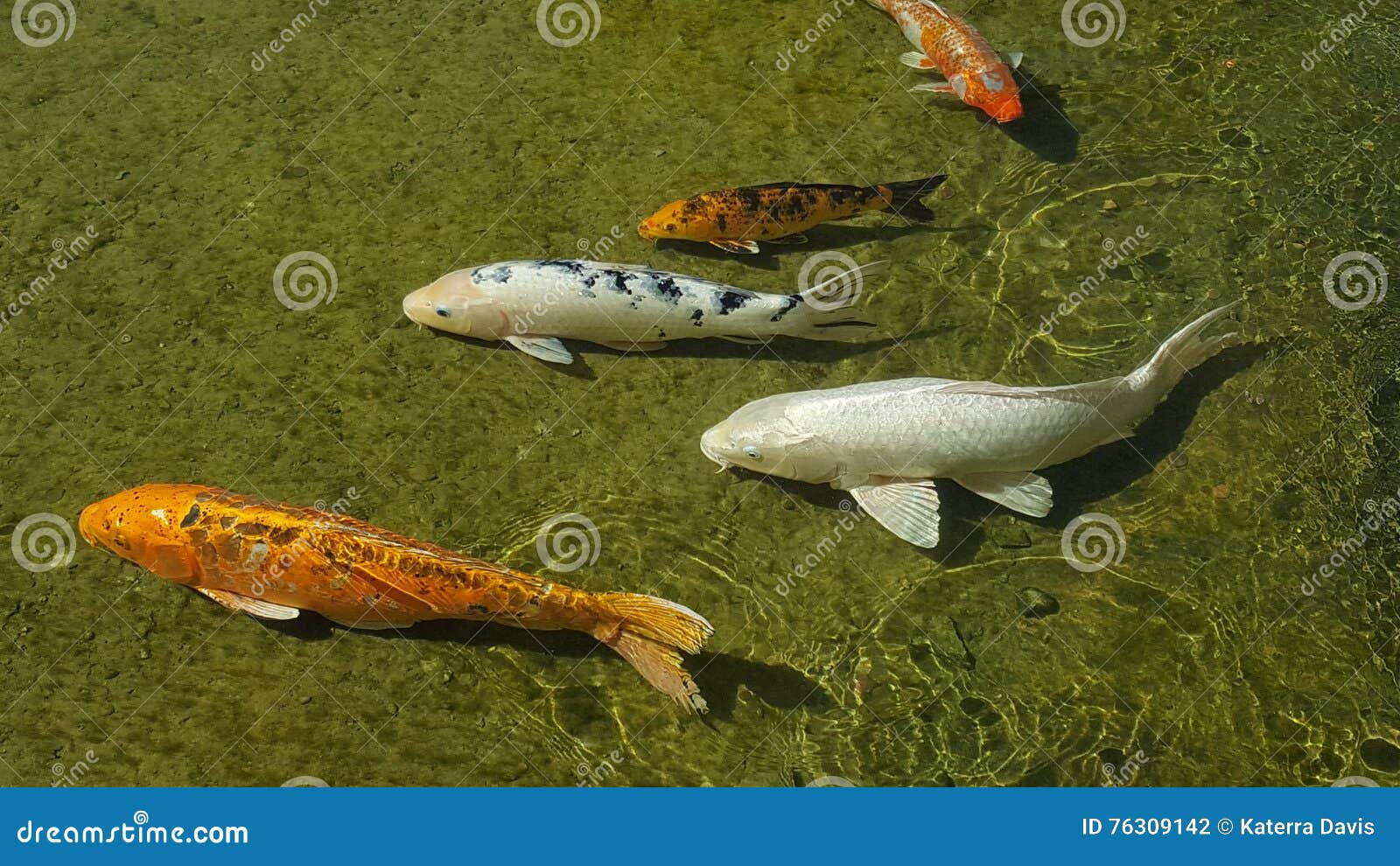 Multiple coy fish stock photo. Image of black, gold, swimming - 76309142