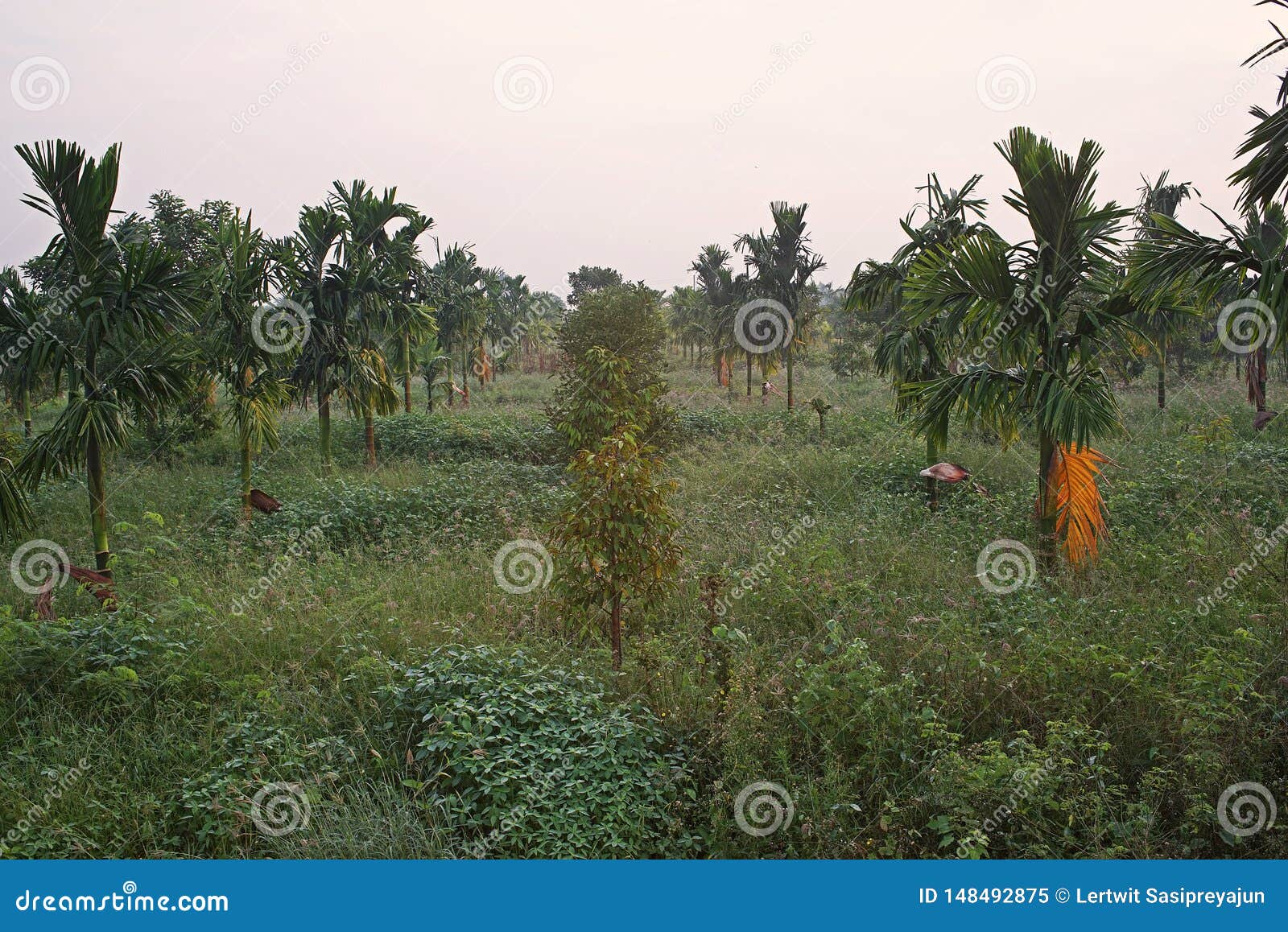 Multiple Croping System, Durian Fruit Grow Together with Areca Nut ...