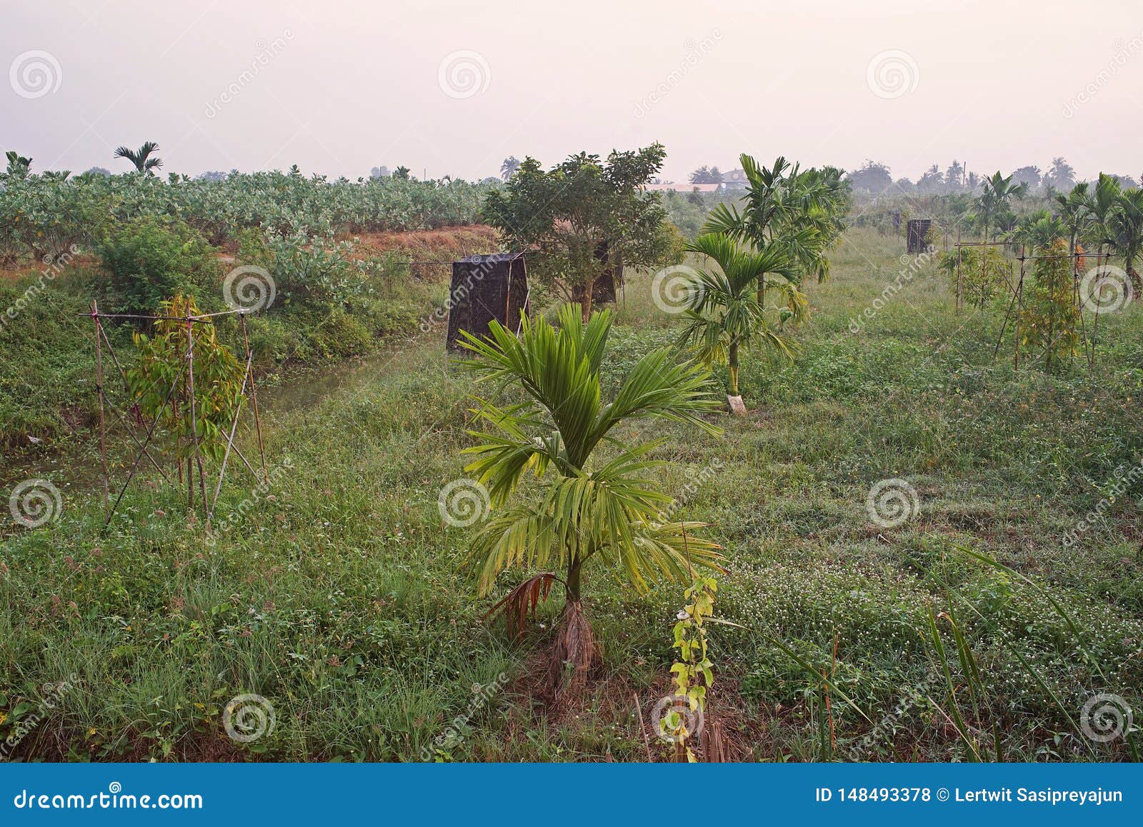 Multiple Croping System, Durian Fruit Grow Together with Areca Nut ...