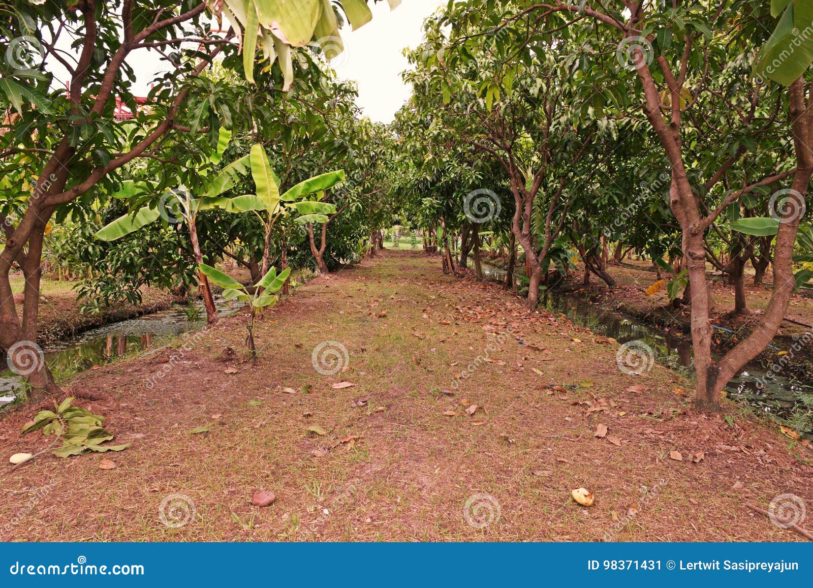 Multiple Cultivation , Paddy.tapioca, Plantain, Coconut And Areca Nut ...