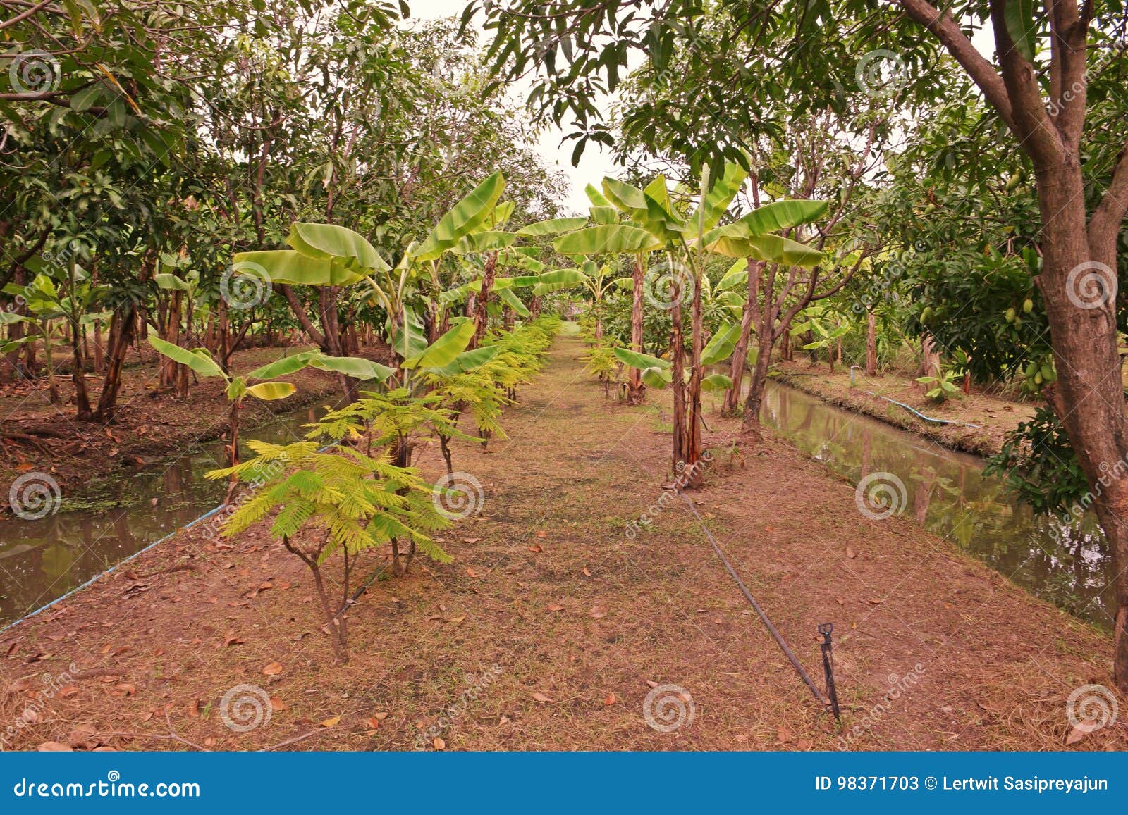 Multiple Cropping Practice In A Home Garden; Traditional Stock ...