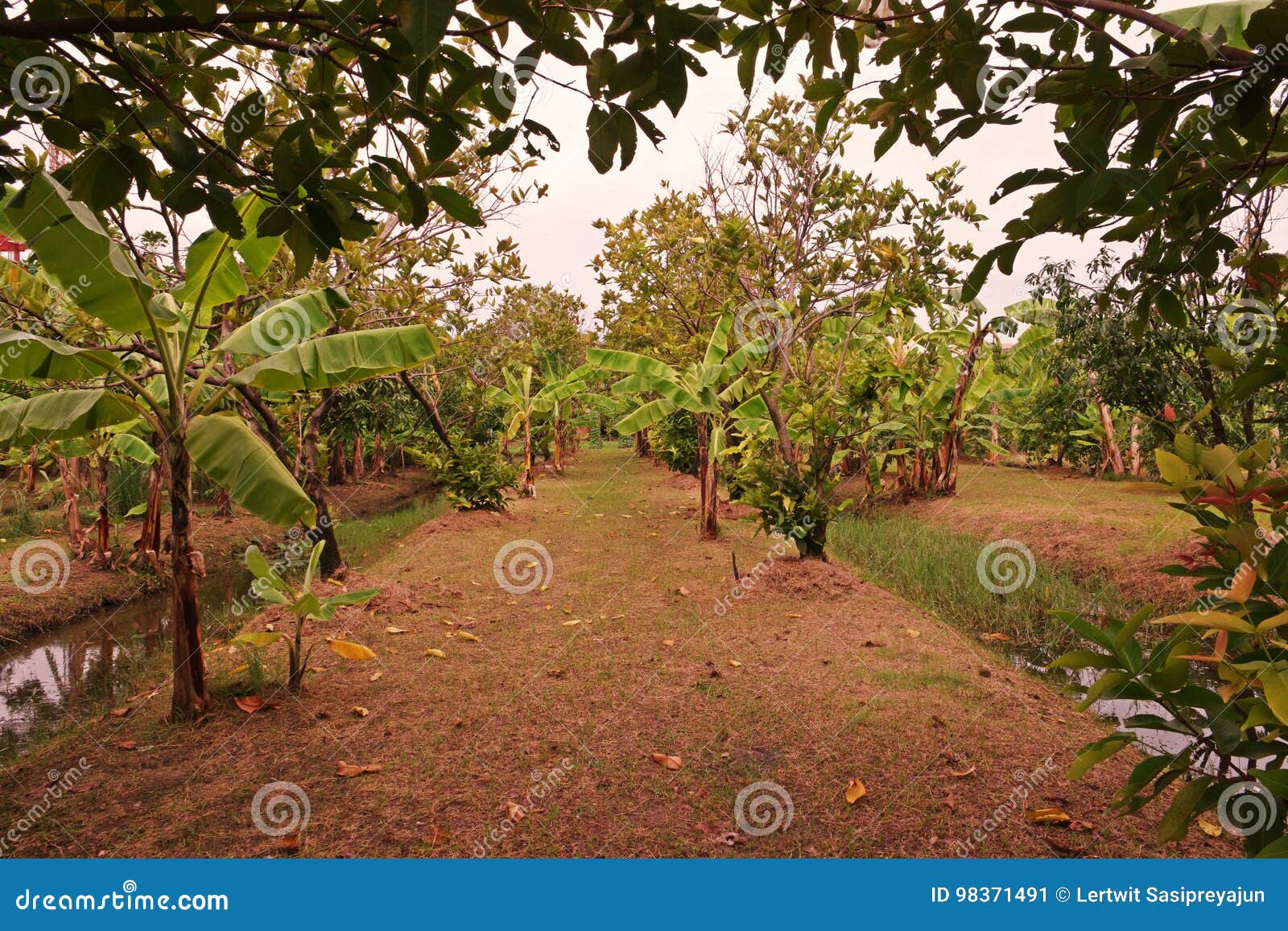 Multiple Cropping Cultivation Stock Image - Image of multiple, outdoors ...