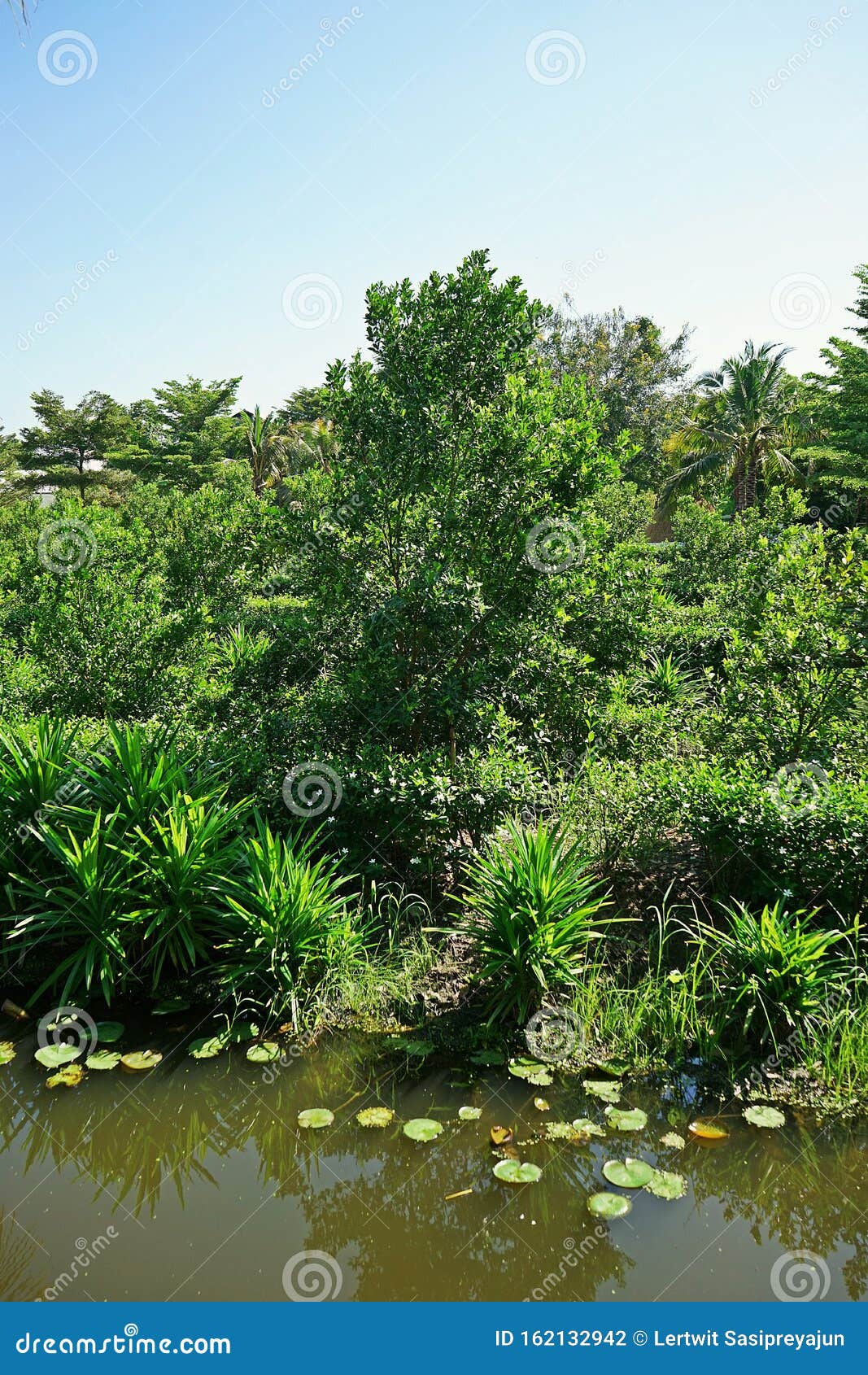 Multiple Cropping System Under Low Land Condition Stock Photo - Image ...