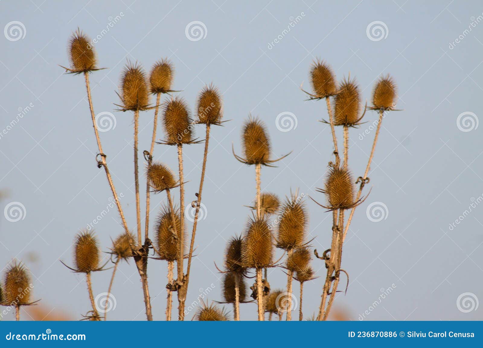 Multiple Cutleaf Teasel Seed Closeup with Blue Sky on Background Stock ...