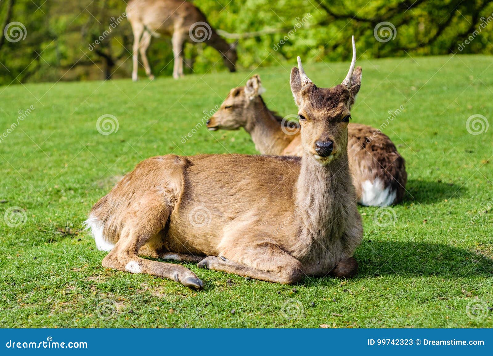 Deer looking at the camera stock image. Image of open - 99742323